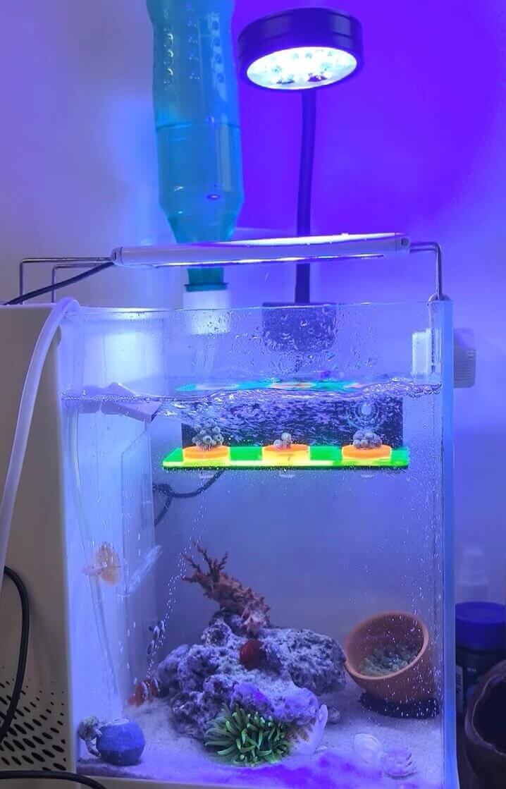 Coral Light | White Color Coral Lighting | Reef Tank Lighting | Cultiu ...